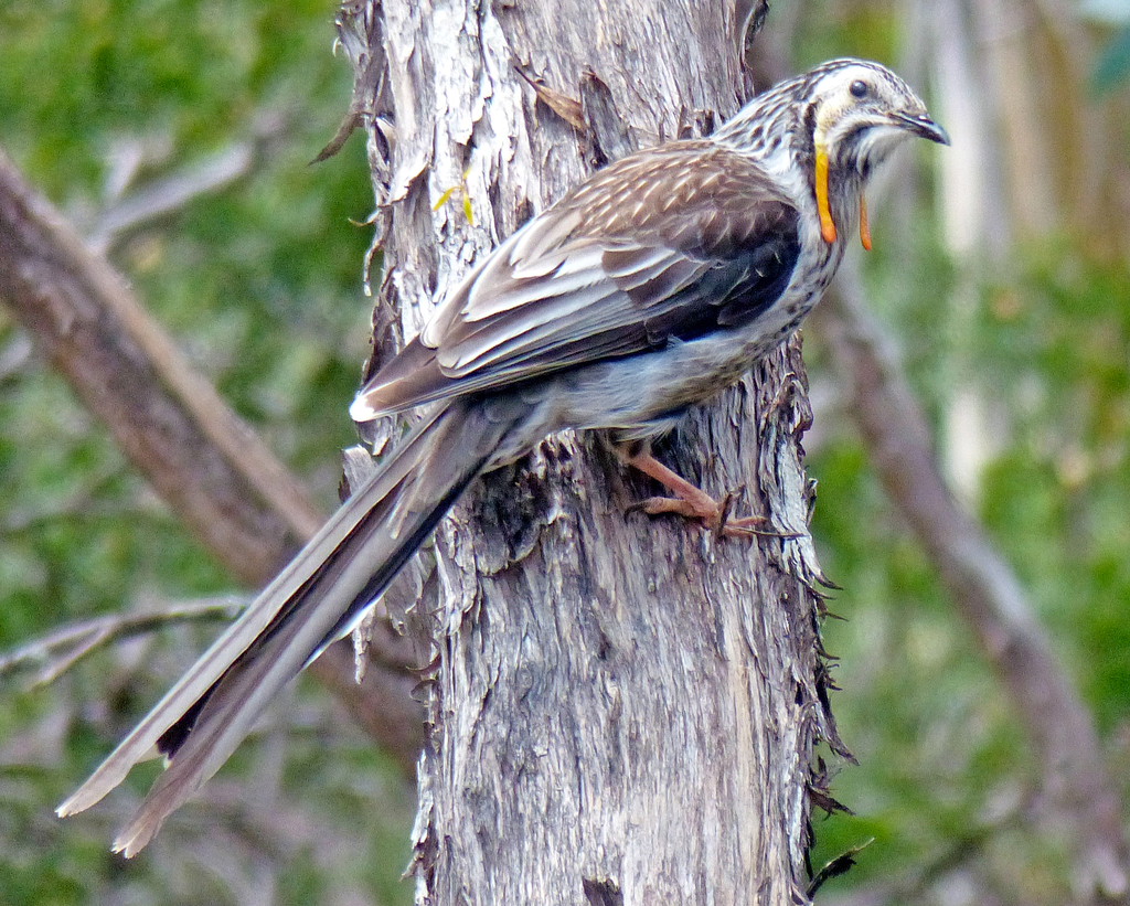 Yellow Wattlebird (UTAS wildlife on campus) · BioDiversity4All