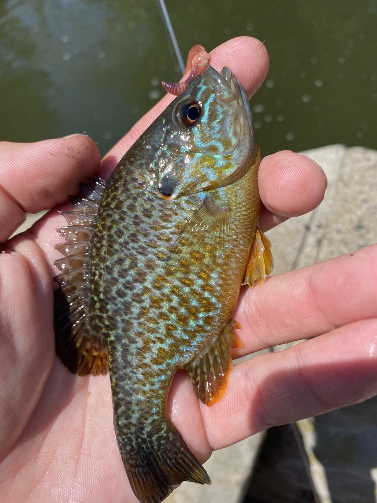 Pumpkinseed × Green Sunfish from Core Creek Park, Langhorne, PA, US on ...