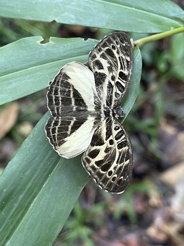 Catuna niji · iNaturalist