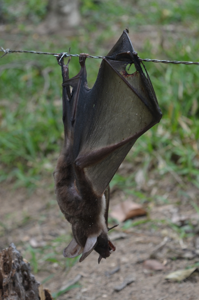 spectral bat in June 2017 by Josue Ramos Galdamez. alguien lo mato, o ...