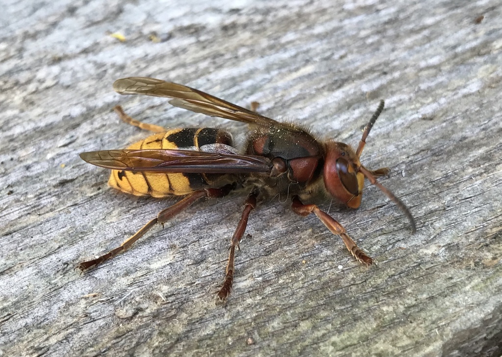 European Hornet from Craig Rd, Oxford Mills, ON, CA on May 18, 2021 at ...