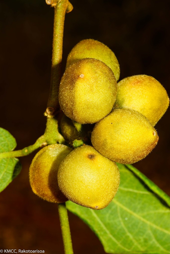 icacina family (Icacinaceae) - Botanical Realm