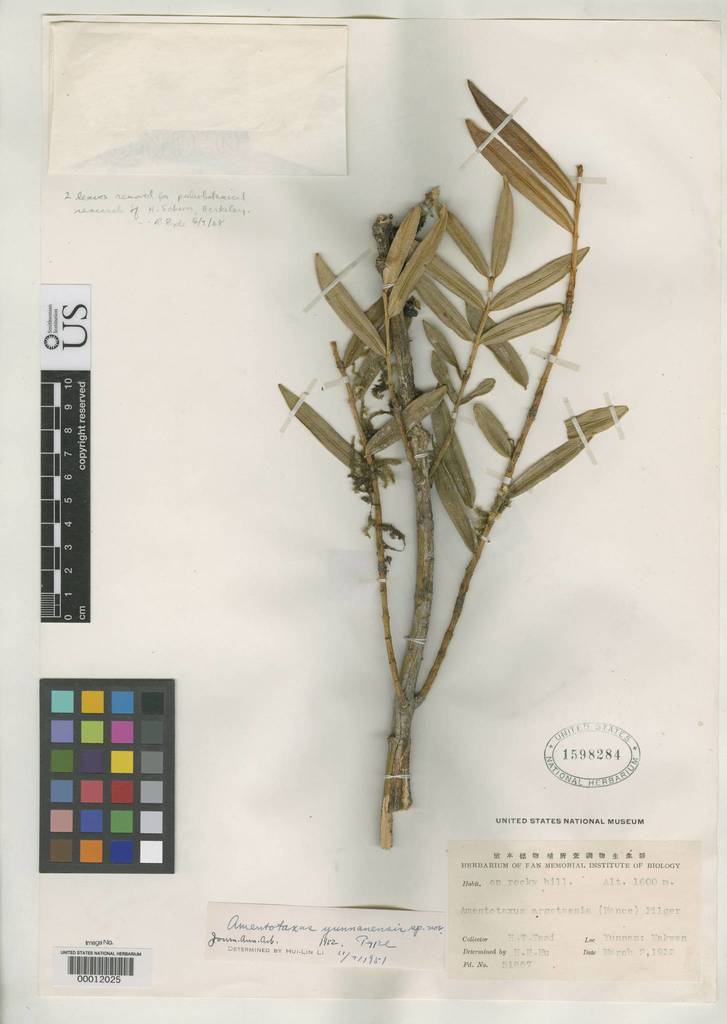 Catkin-Yews (Amentotaxus) - Botanical Realm