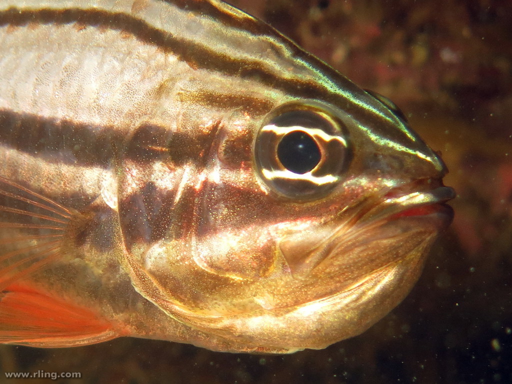 Cardinalfishes (Apogonidae) - Marine Life Identification