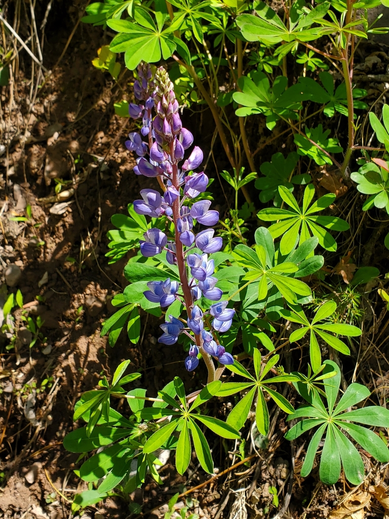Sundial Lupine from Dug Hill Road on May 18, 2021 at 01:07 PM by Super ...