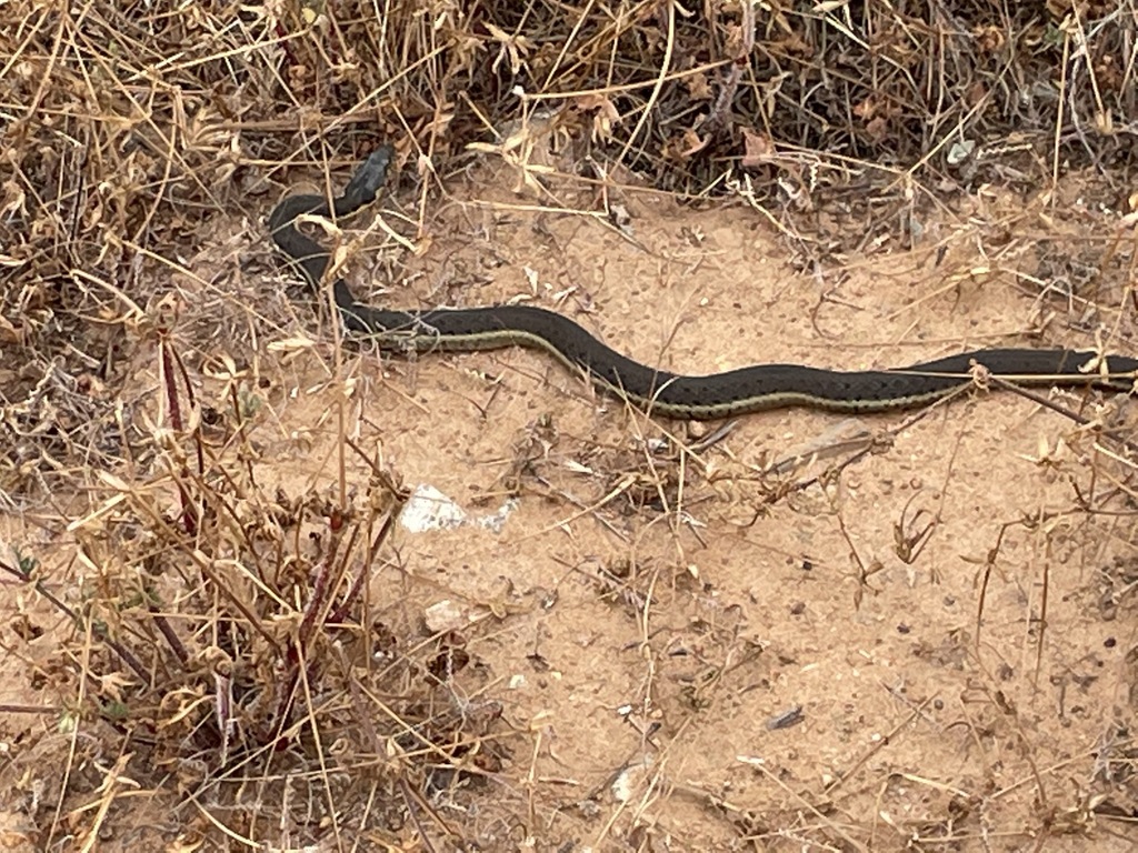 Two-striped Garter Snake in May 2021 by John Martin · iNaturalist