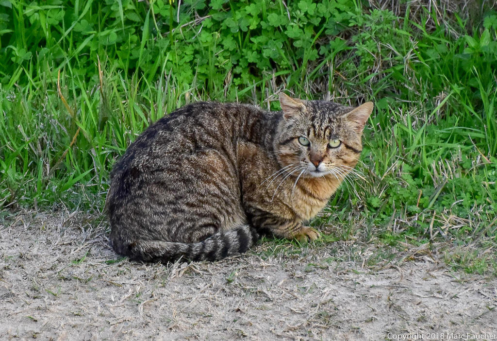 Domestic Cat from Huelva, Spain on January 18, 2018 at 06:08 PM by ...