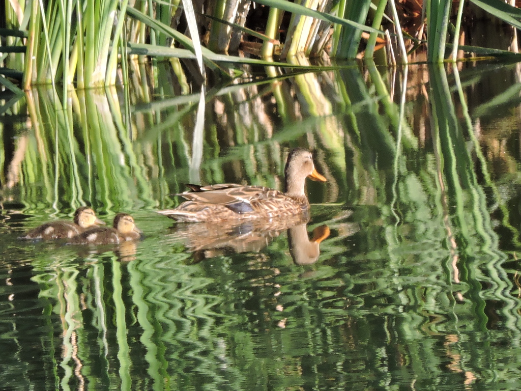 Mexican Duck from Meoqui, Chih., México on May 18, 2021 at 07:36 AM by ...