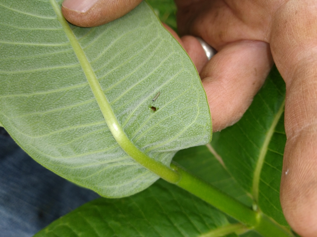 Monarch in May 2021 by zfelix. First instar caterpillar on planted A ...
