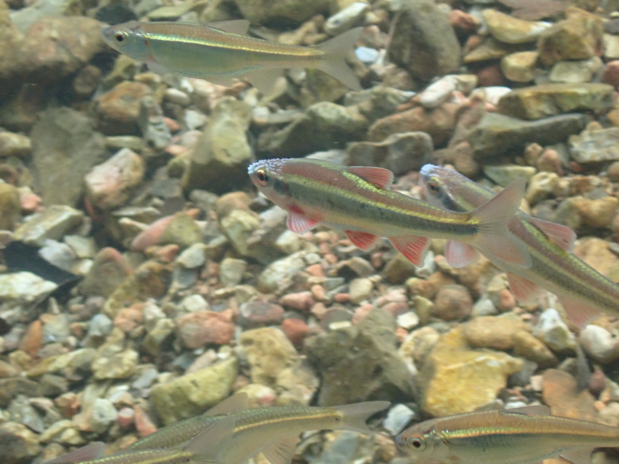 Luxilus cardinalis (Mayden, 1988)