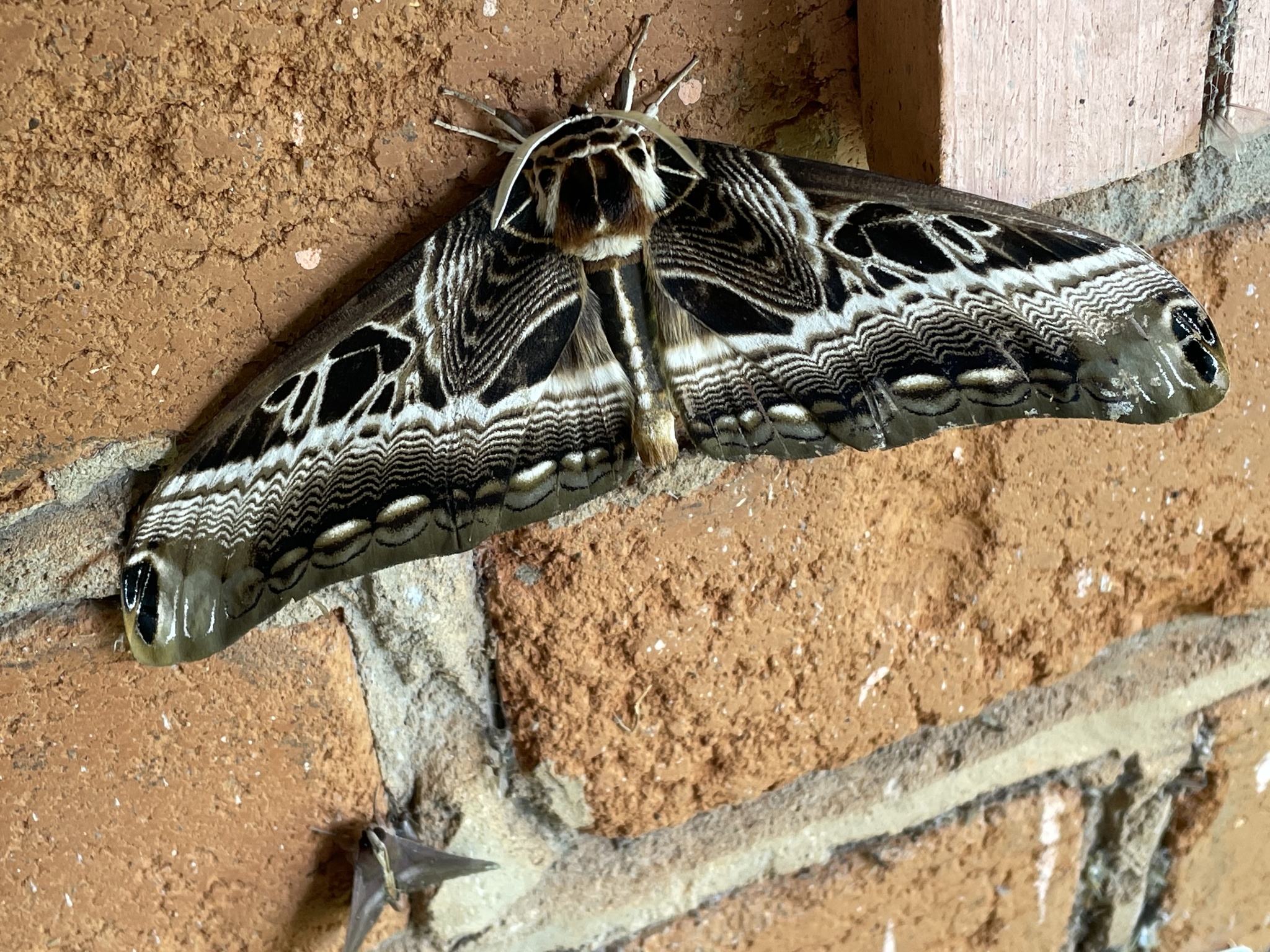 Dactyloceras lucina Drury, 1782