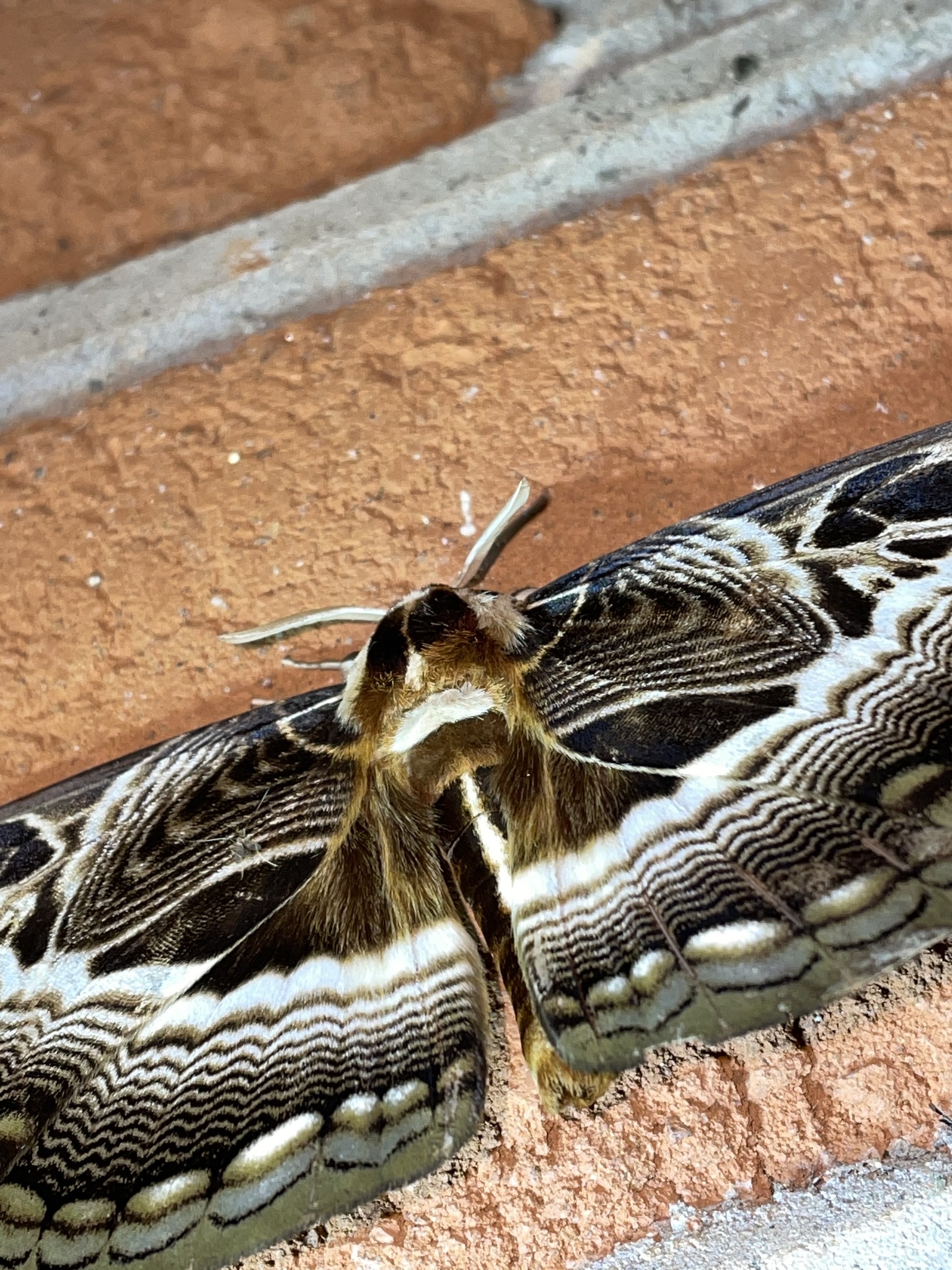 Dactyloceras lucina Drury, 1782