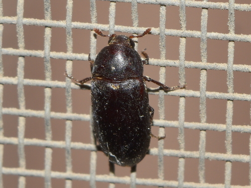 Dermestes peruvianus · iNaturalist