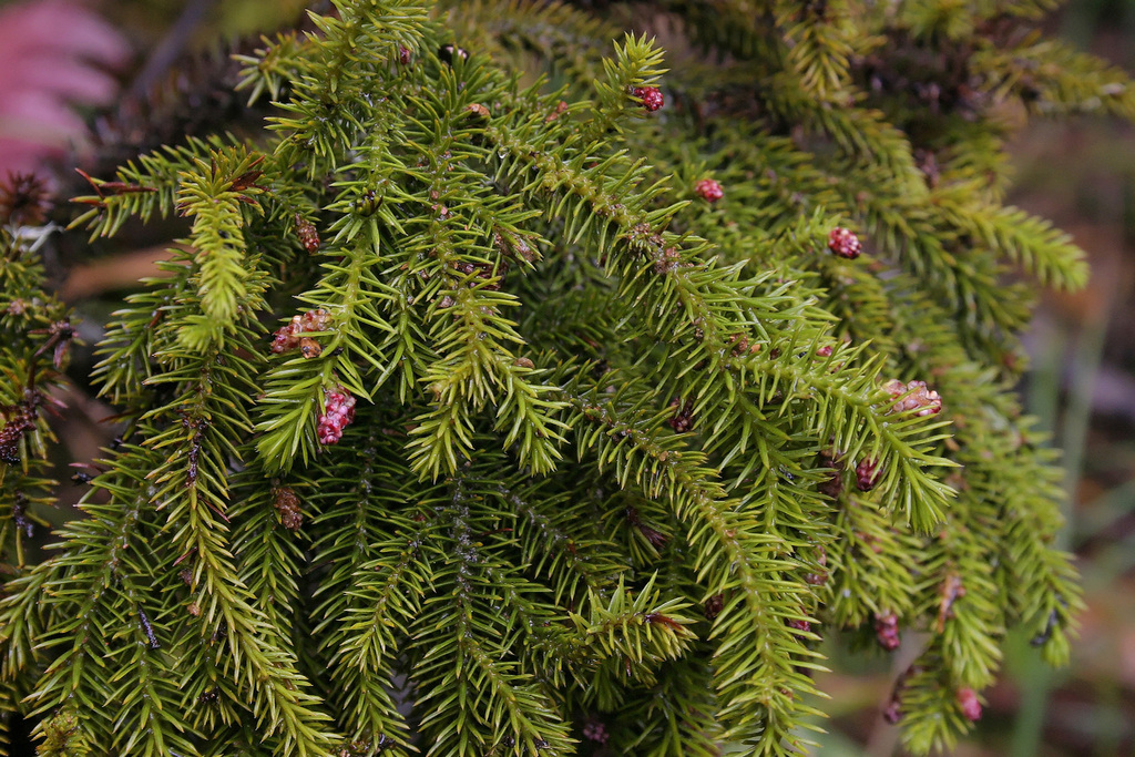 (Dacrydium) - Botanical Realm
