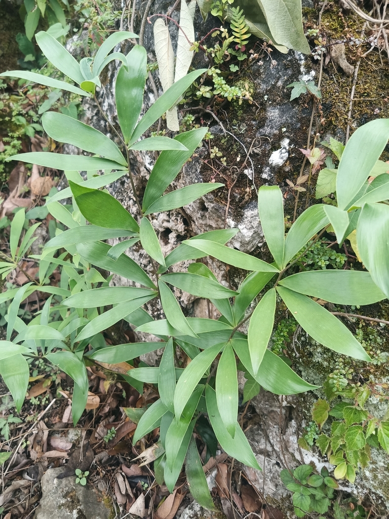 bamboo cycad in April 2021 by Ulises Torres · iNaturalist