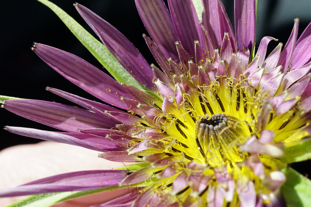 remarkable goatsbeard from Linn County, OR, USA on May 14, 2021 at 11: ...