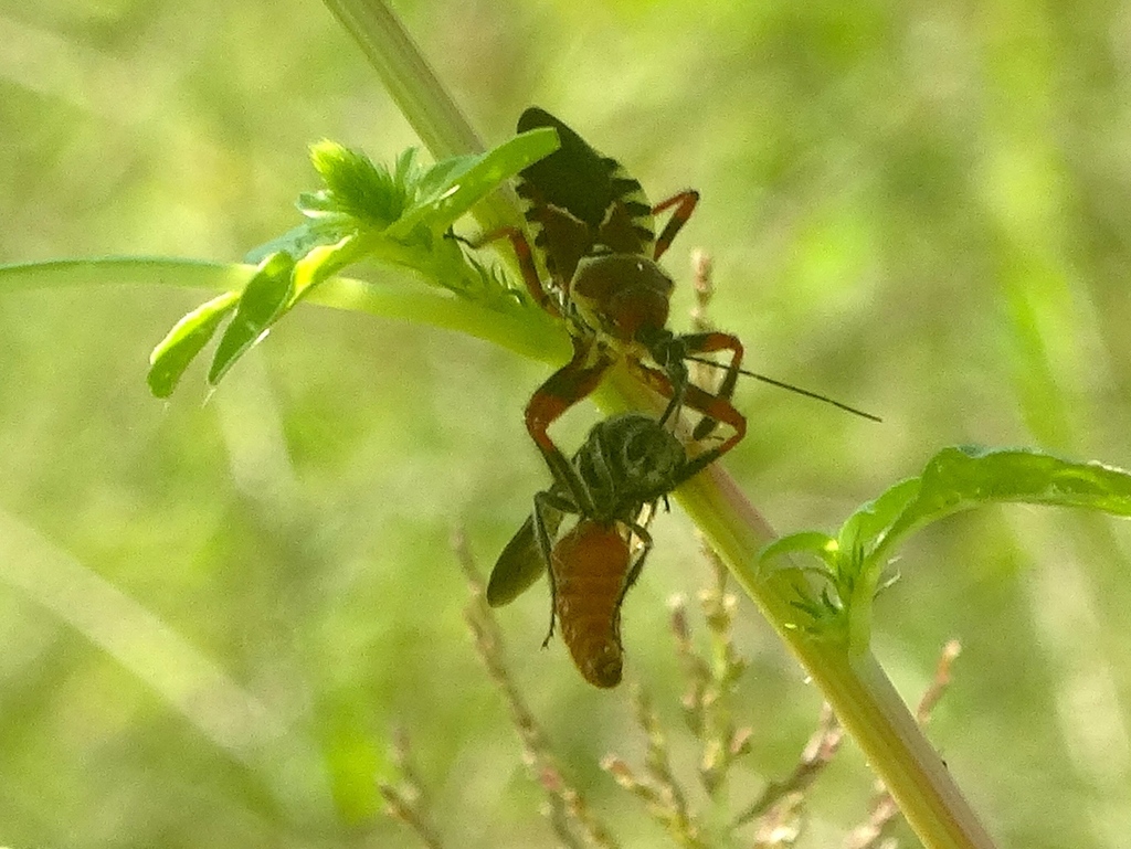 Bee Assassins from Paco´s Nature Reserve on October 24, 2014 at 09:52 ...