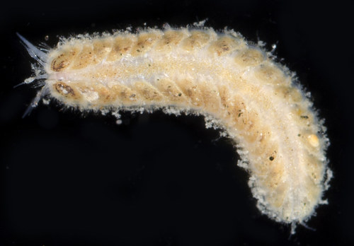 Genus Pholoides · iNaturalist