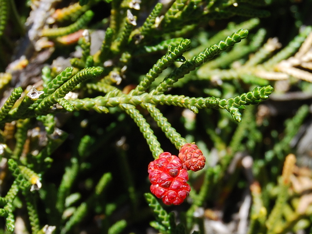 creeping strawberry pine (Microcachrys tetragona) - Botanical Realm