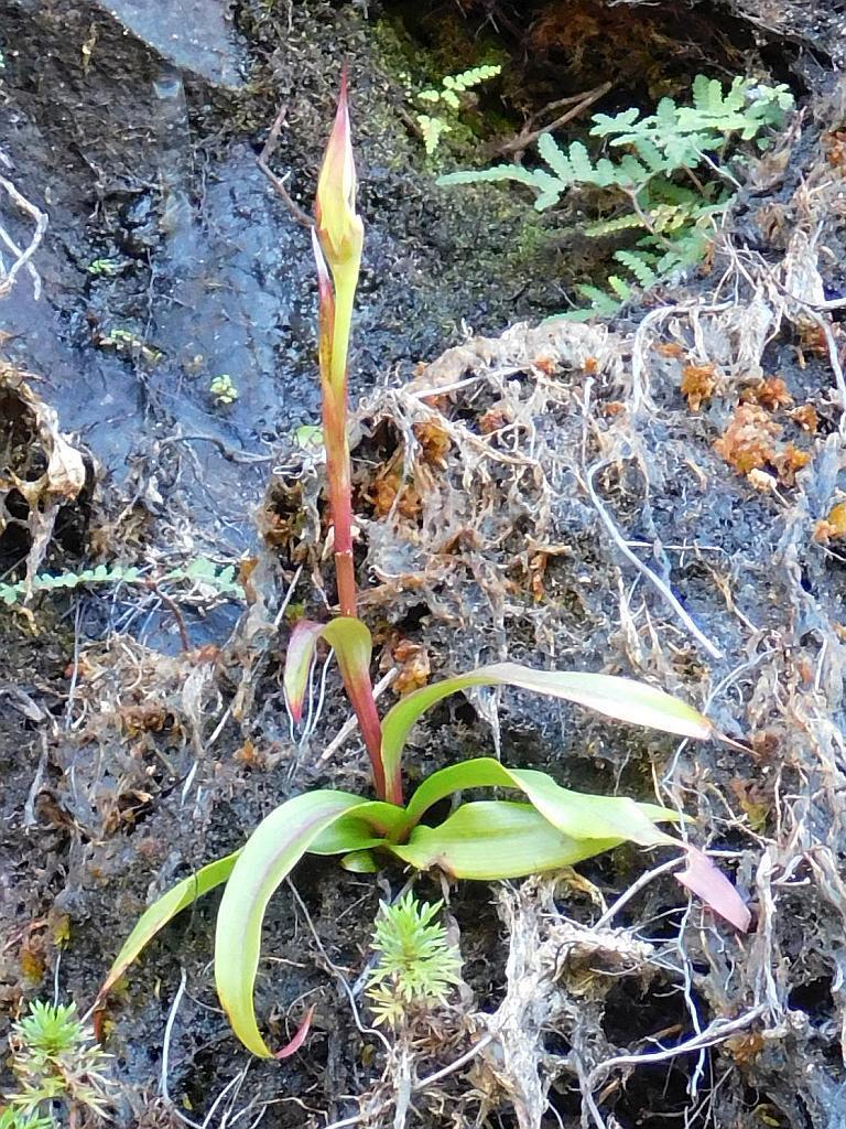 red disa from Greyton Nature Reserve, WC, ZA on January 11, 2018 at 08: ...