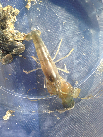 Snapping Shrimps from 2–10 Coral Esplanade on October 25, 2014 at 03:20 ...