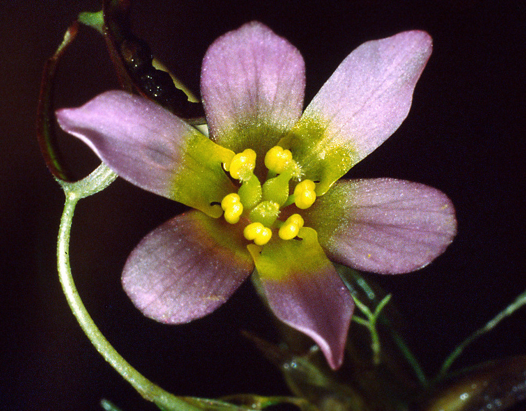 fanwort family (Nymphaeales of the Pacific Northwest) · iNaturalist