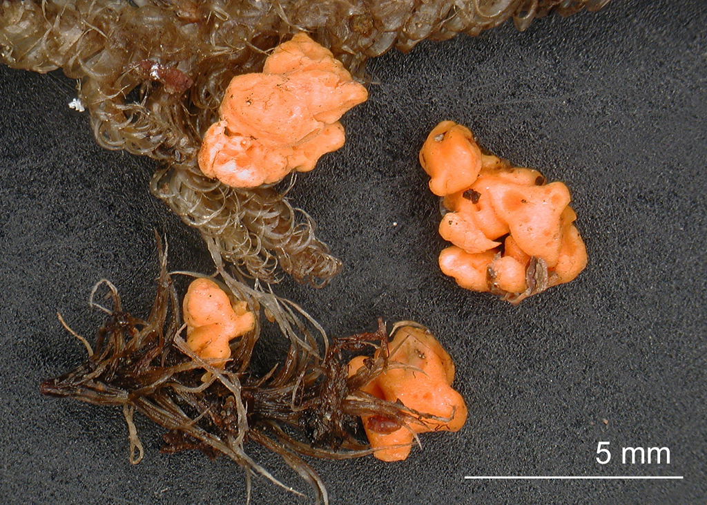 Leucogyrophana lichenicola from Medbury Scientific Reserve on July 06 ...