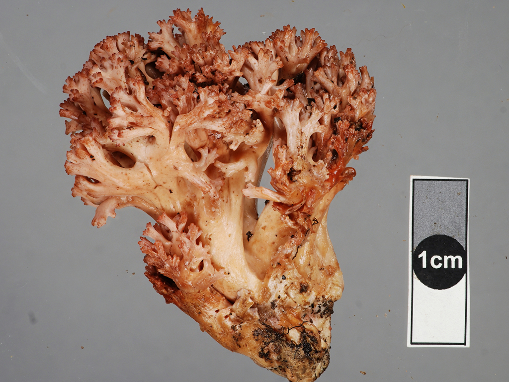 Ramaria from Glen Tui on April 23, 2014 by Jerry Cooper. thick fleshy ...