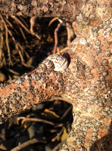 Rough Periwinkle from 244 Shute Harbour Road, Cannonvale, QLD, AU on ...