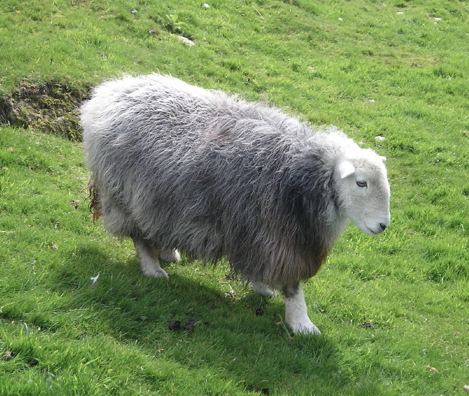 Domestic Sheep (Ovis aries) - Know Your Mammals Domestic Sheep (Ovis aries) - Know Your Mammals