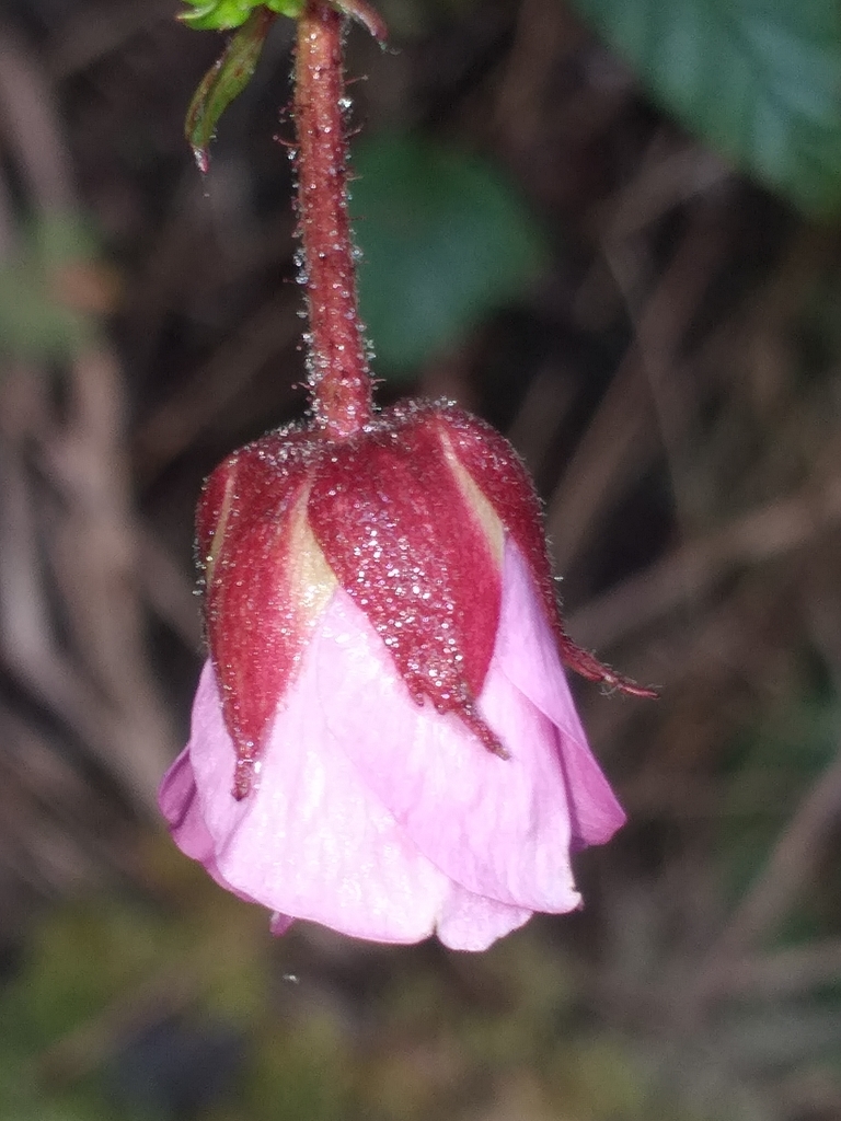 Rubus coriaceus from Toacaso, Ecuador on May 13, 2021 at 11:28 AM by ...