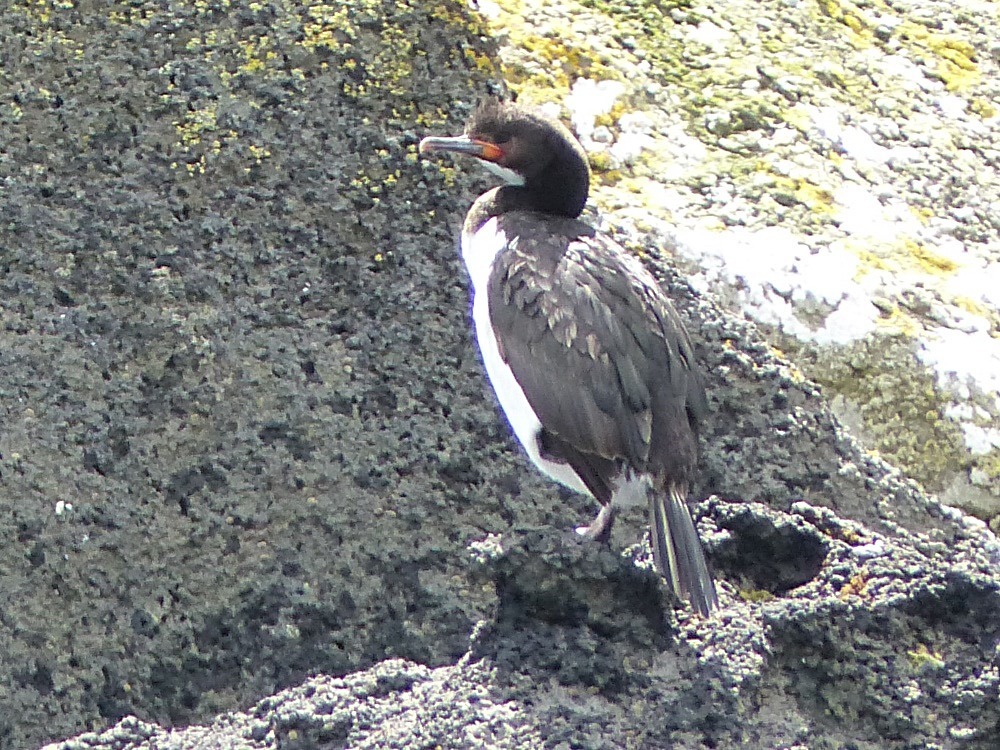 Campbell Island Shag in January 2018 by John B · iNaturalist