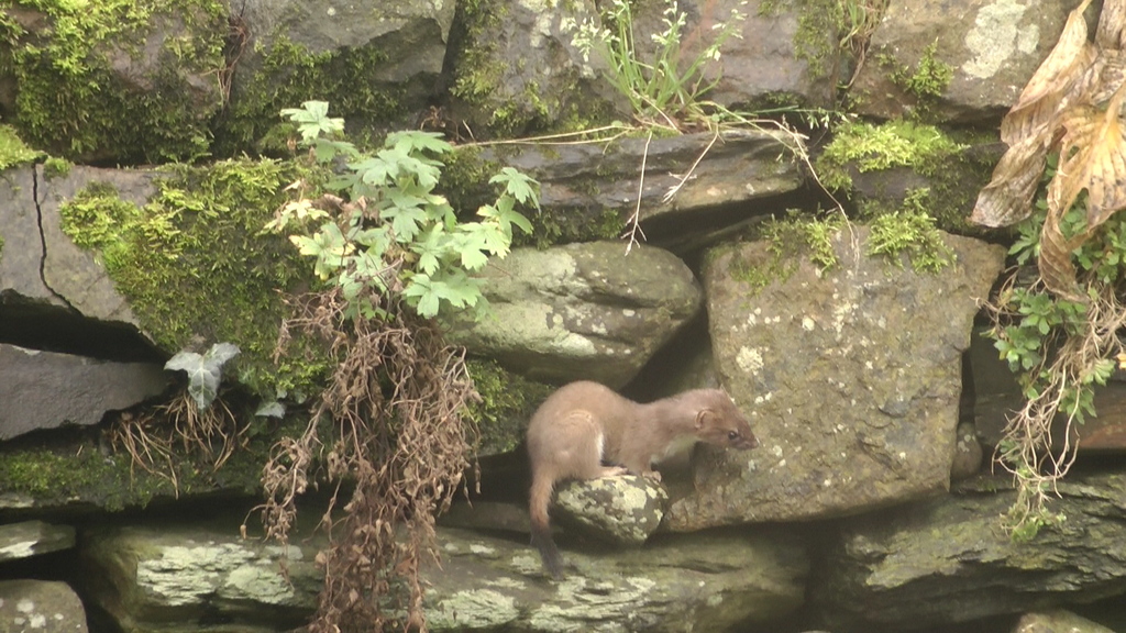 Irish Stoat (Mustela erminea hibernica) - Know Your Mammals
