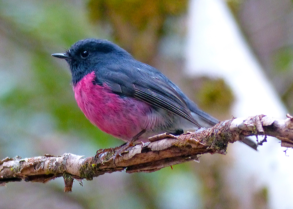Pink Robin (Unique birds worldwide) · iNaturalist