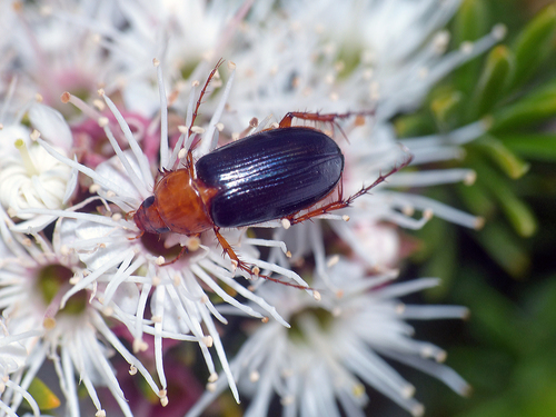 Phyllotocus nigripennis · iNaturalist