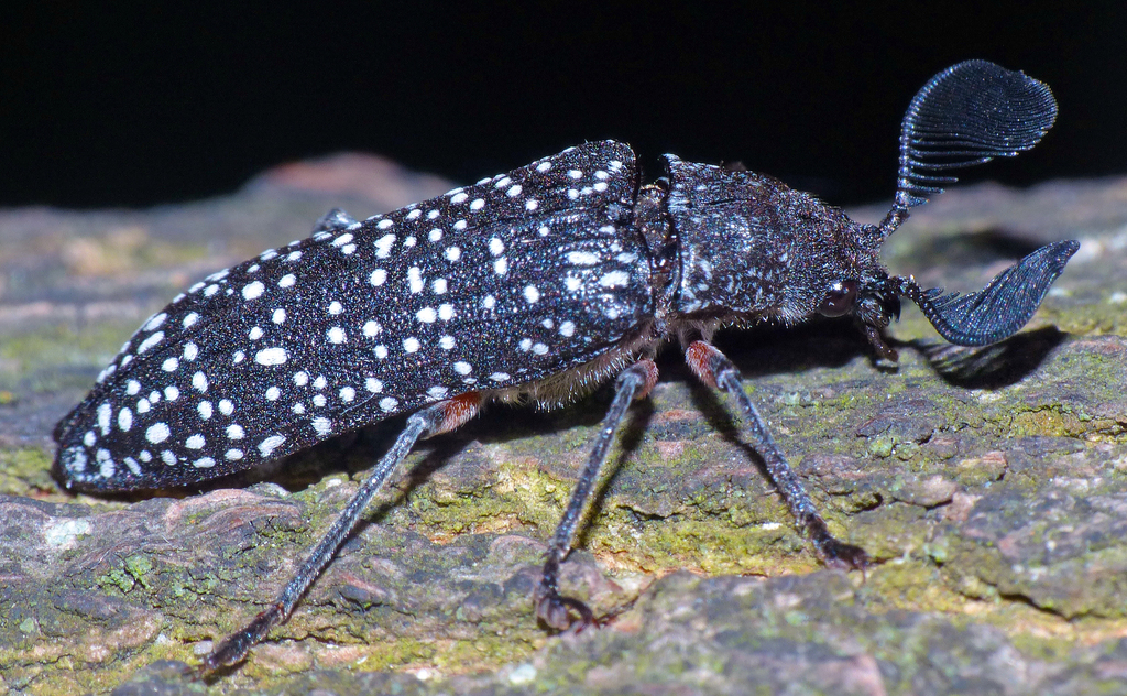 Feather-horned beetle from Clarke Island, Tasmania, Australia on ...