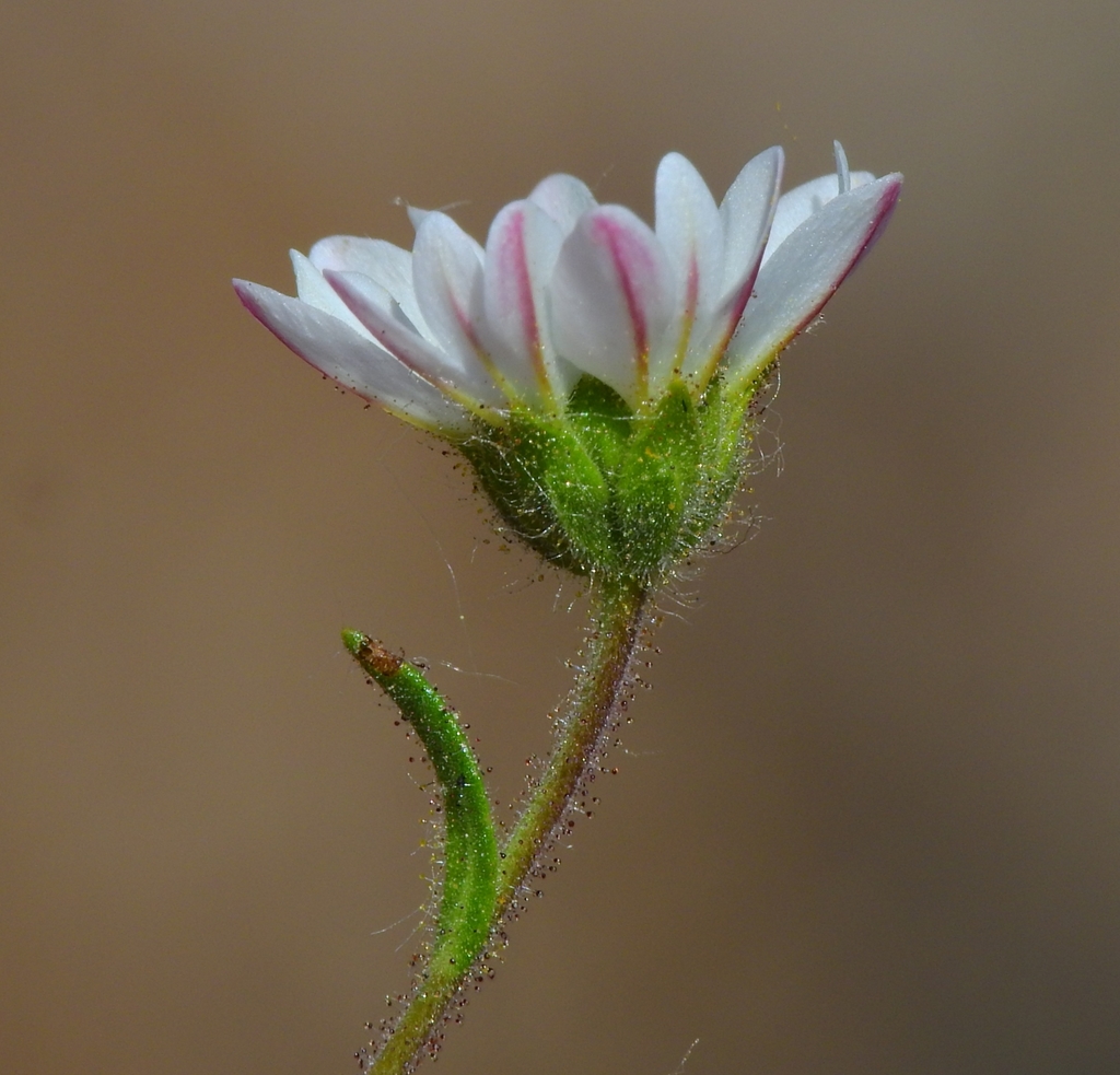 Woodrush tarweed from Pope Valley, CA 94567, USA on May 16, 2021 at 02: ...