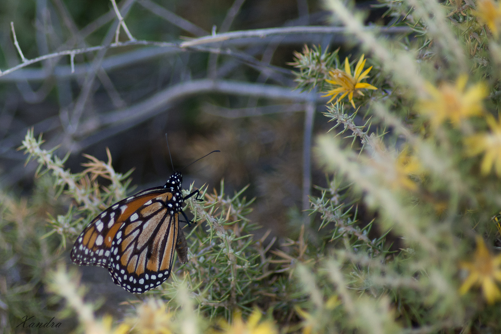 Southern Monarch from LA PORFIA, Puelén, La Pampa, Argentina on January ...