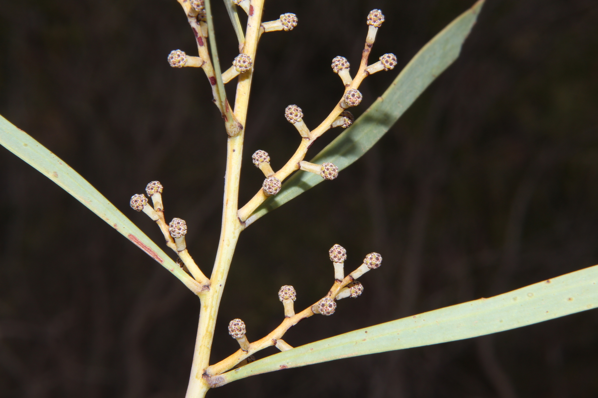 Acacia hakeoides A.Cunn. ex Benth.