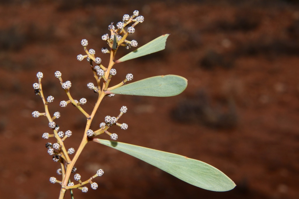 Hakea-leaved Wattle (Acacia hakeoides) - Botanical Realm