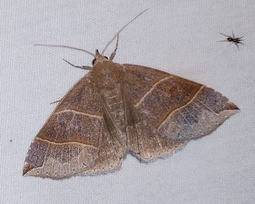 Maple Looper Moth from 10768 Loop Road on May 19, 2021 at 12:00 AM by ...