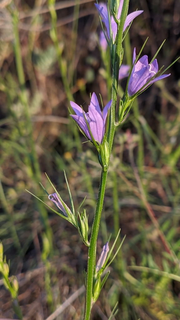 Rampion (Campanula rapunculus) - Botanical Realm
