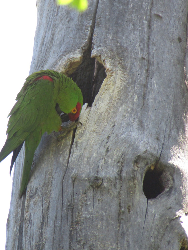 Thick-billed Parrot in May 2021 by Alejandro Gómez Nísino · iNaturalist