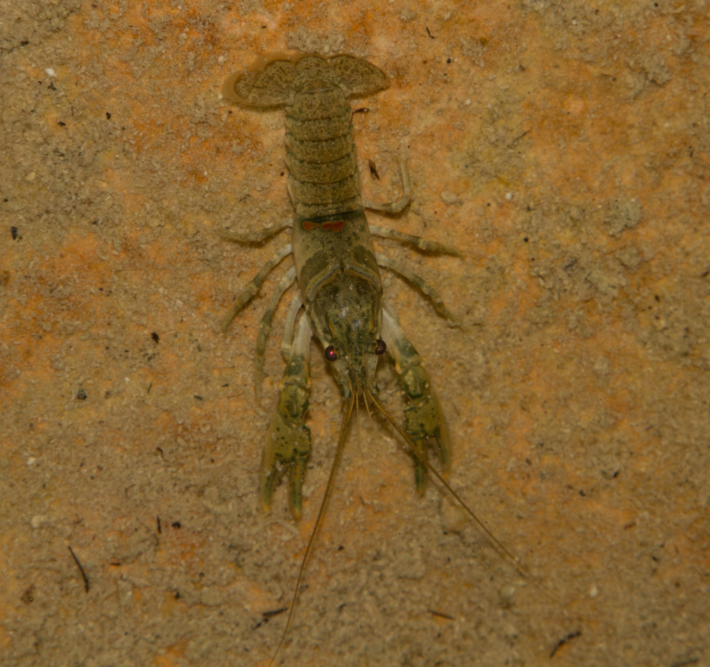 Western Freckled Crayfish from Kerr, Texas, United States on October 24 ...