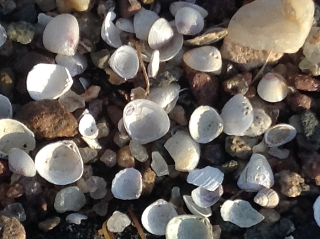 Amethyst Gem Clam from Long Wharf Park, New Haven, CT, US on January 19 ...