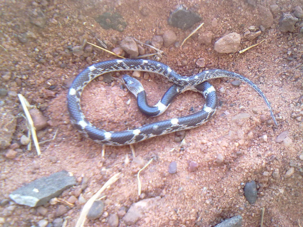 Barred Wolf Snake from Saldi, Gujarat, India on December 20, 2013 at 12 ...