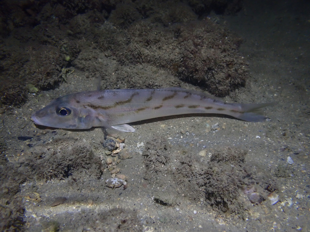 Oriental Trumpeter Whiting (Sillago aeolus) - Marine Life Identification