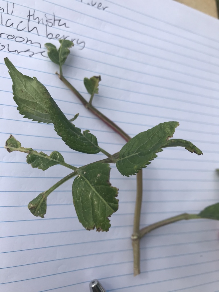 Mountain Lacebark from Ashburton, Mount Hutt, Canterbury, NZ on March ...