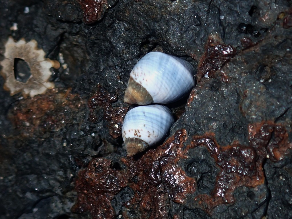 Little Blue Periwinkle from Arakoon NSW 2431, Australia on May 19, 2021 ...