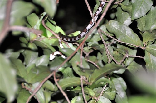 Slender Snail Sucker (Sibon dimidiatus) - Snakes and Lizards